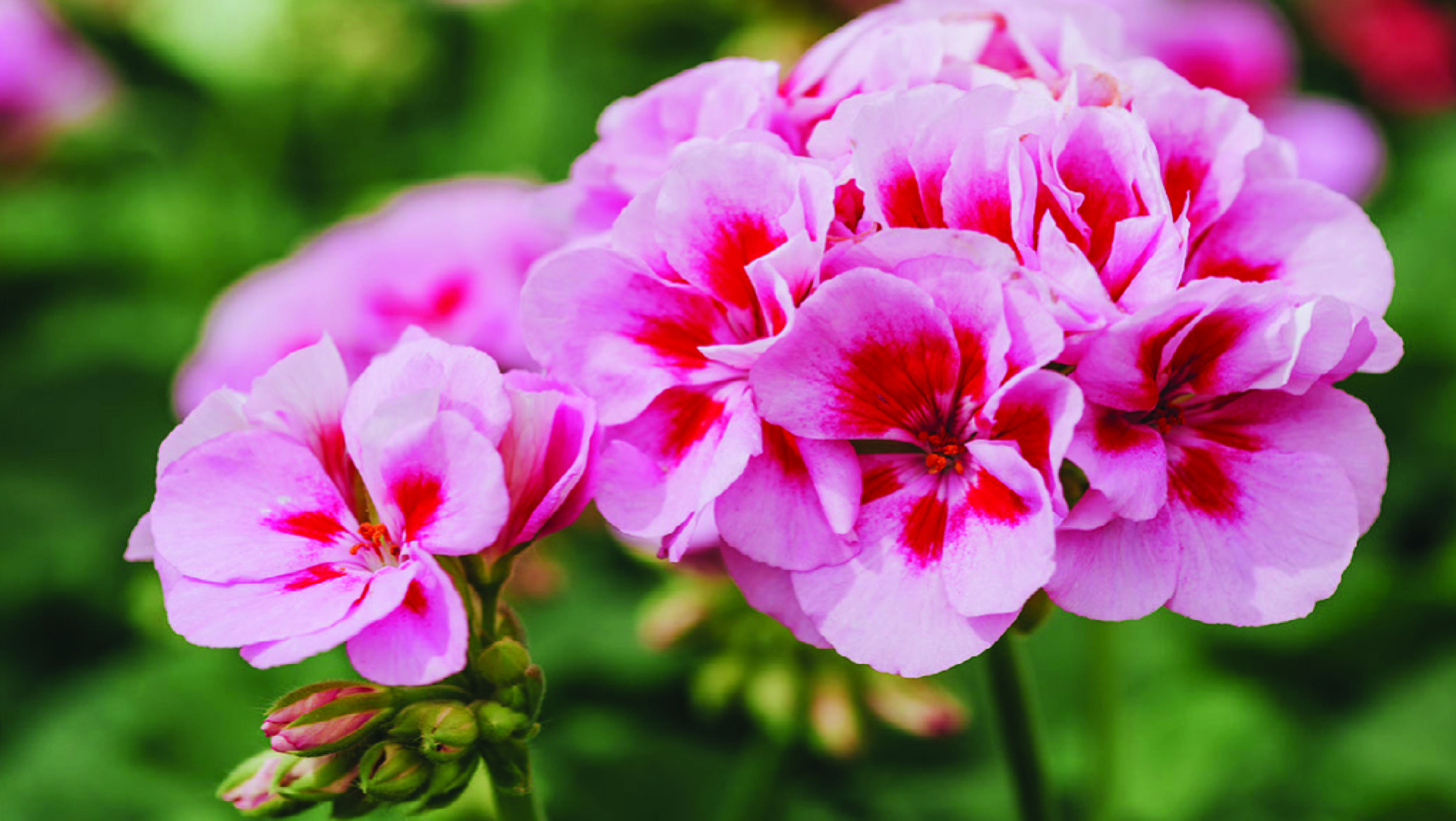 CREATE NEW AROMATIC PROFILES WITH GERANIUM ESSENTIAL OIL POWDER ...